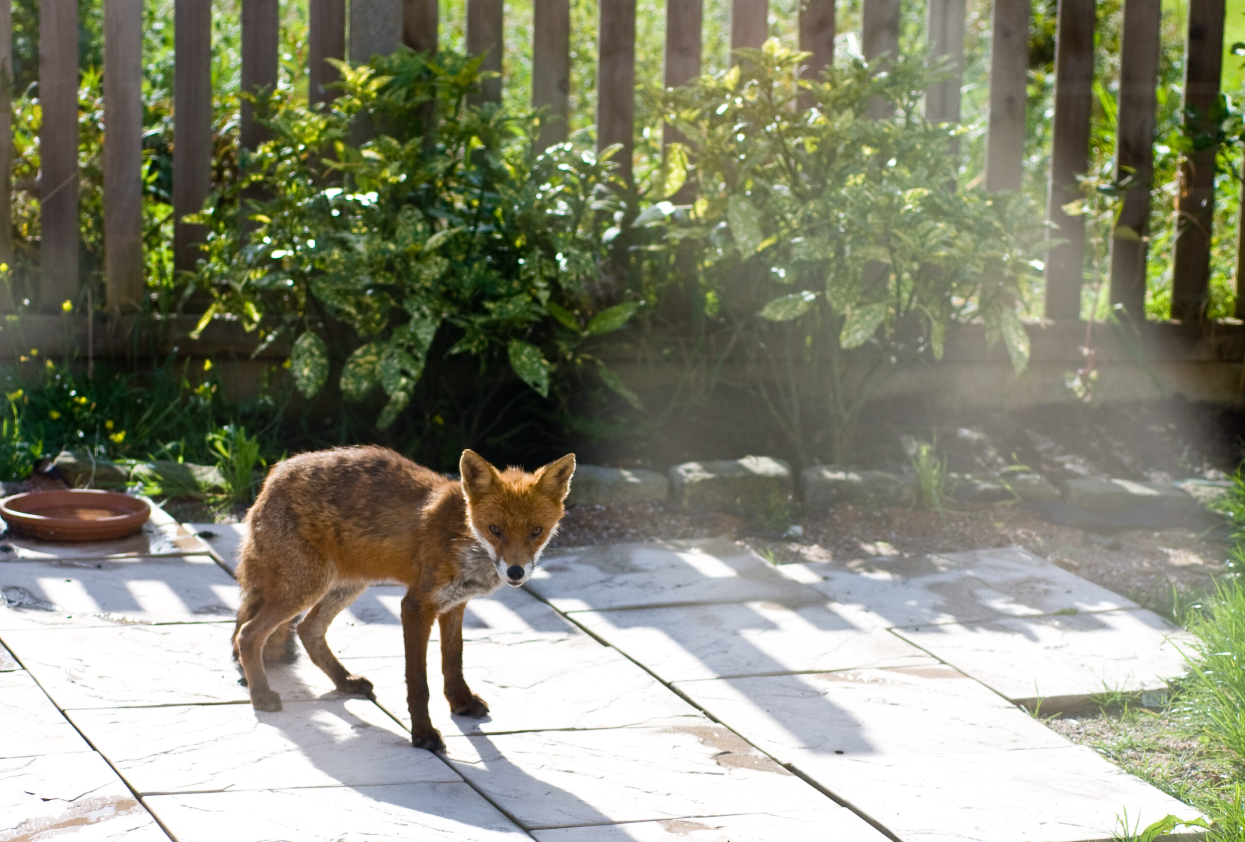 Wild Natures - Abandon Normal Devices